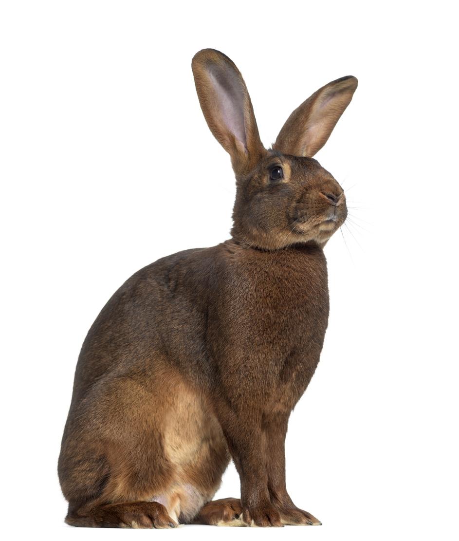 Belgian Hare - Breed Information With Photos