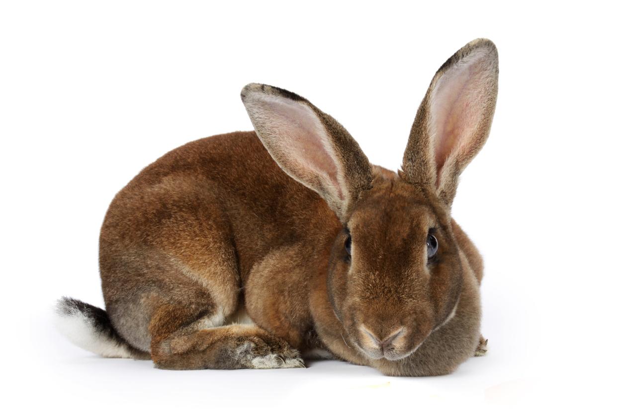 Belgian Hare - Breed Information With Photos