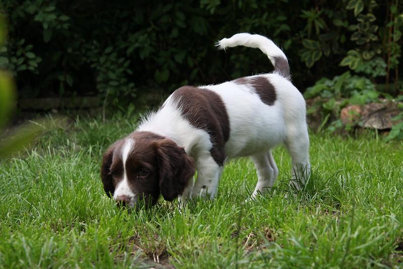 Dog English Springer Spaniel: traits, pictures and videos