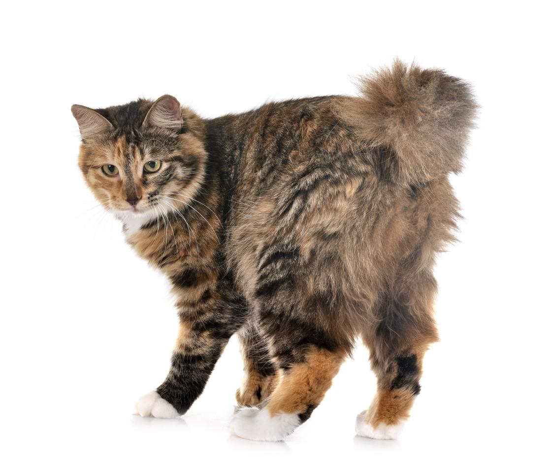 Kurilian Bobtail Cat - Breed Information With Photos