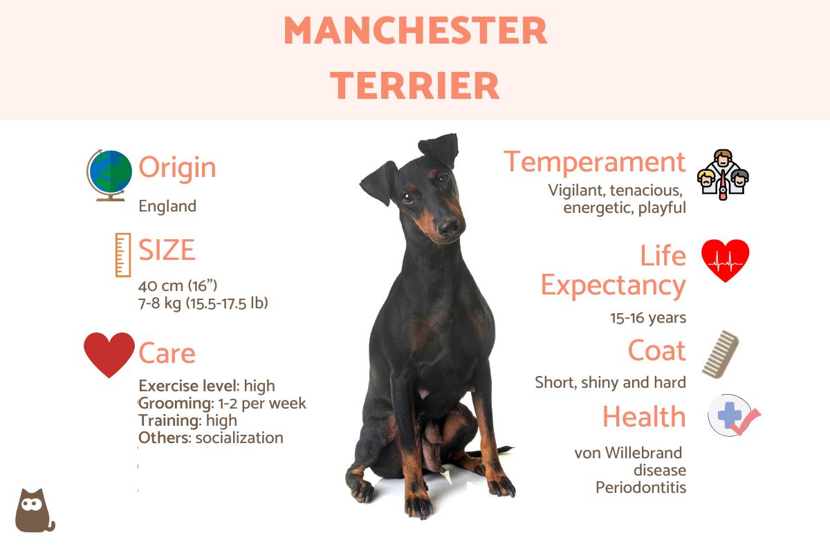 Manchester Terrier - Breed Information With Photos