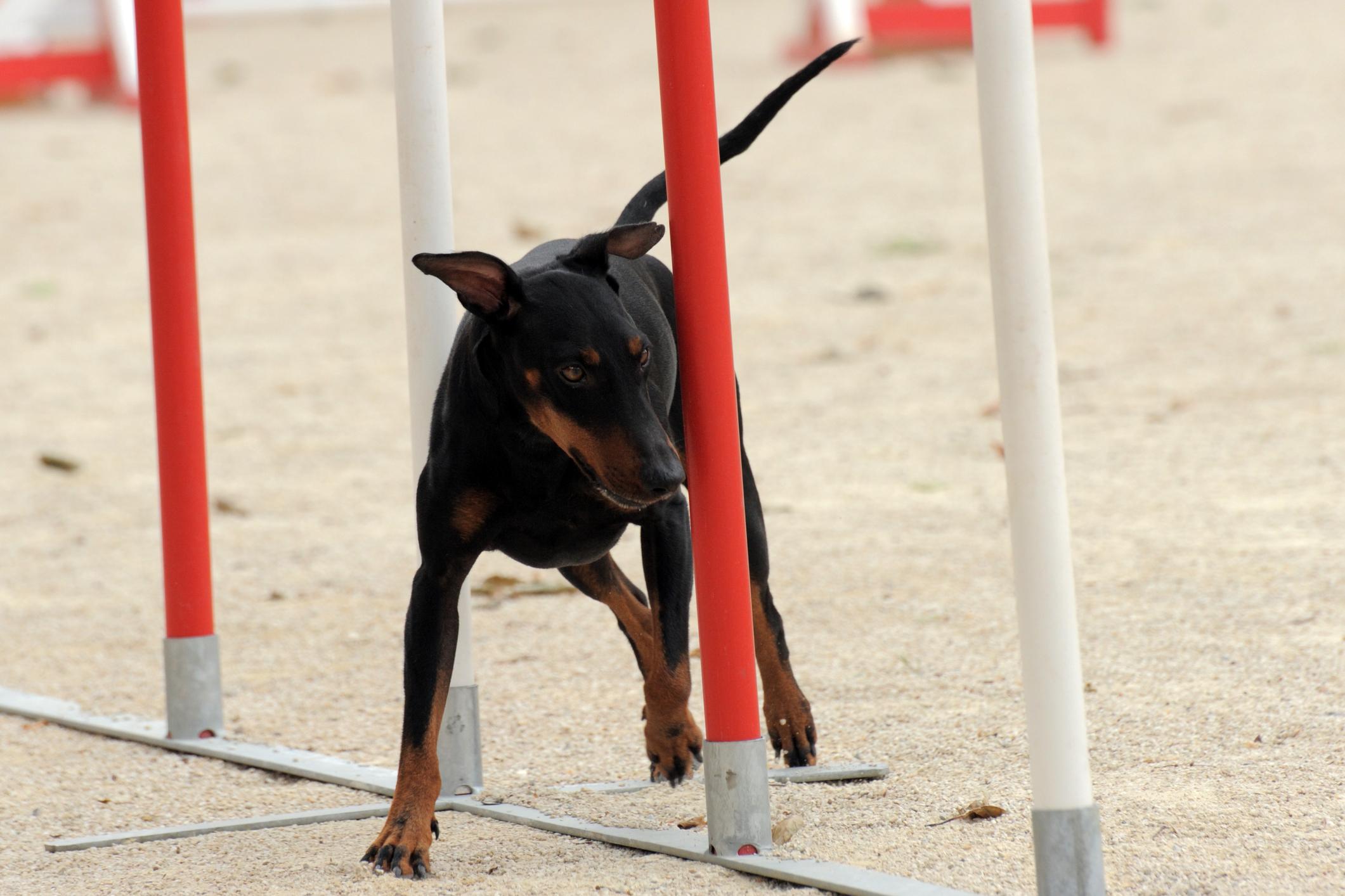 Manchester Terrier - Breed Information With Photos