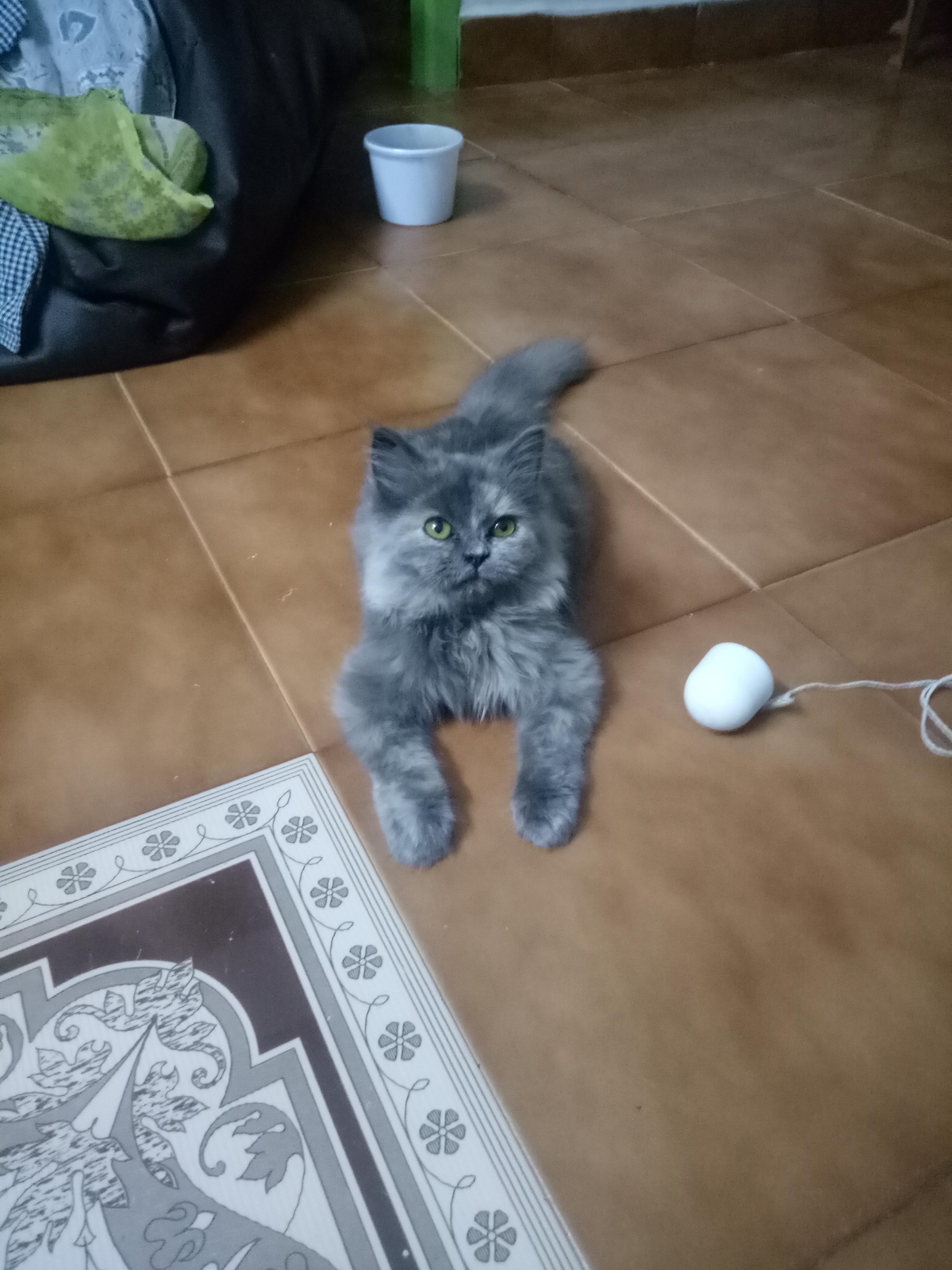 Persian Cat: traits and pictures