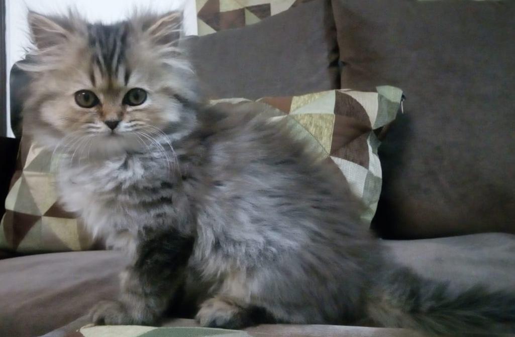 Persian Cat: traits and pictures