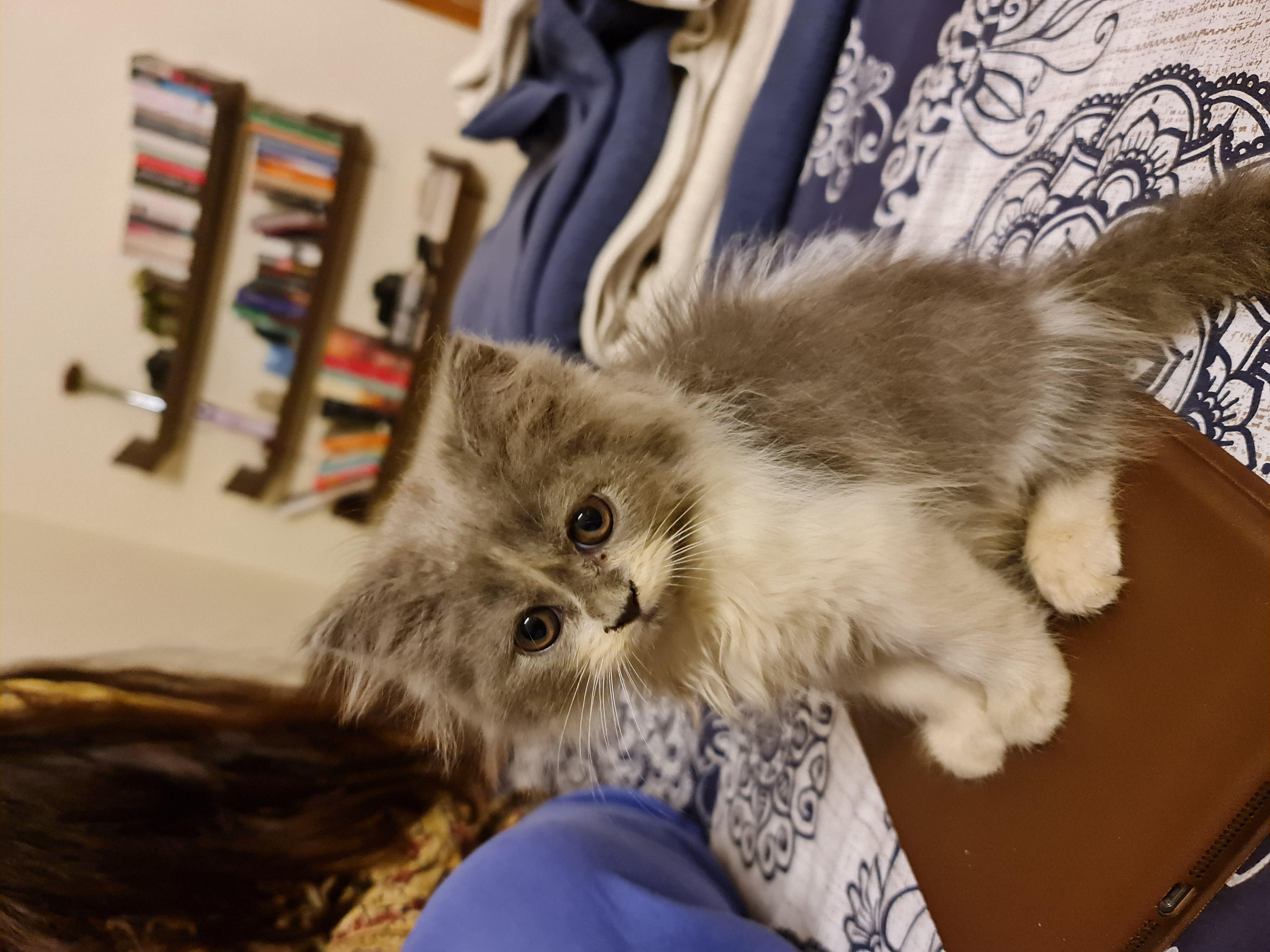 Persian Cat: traits and pictures