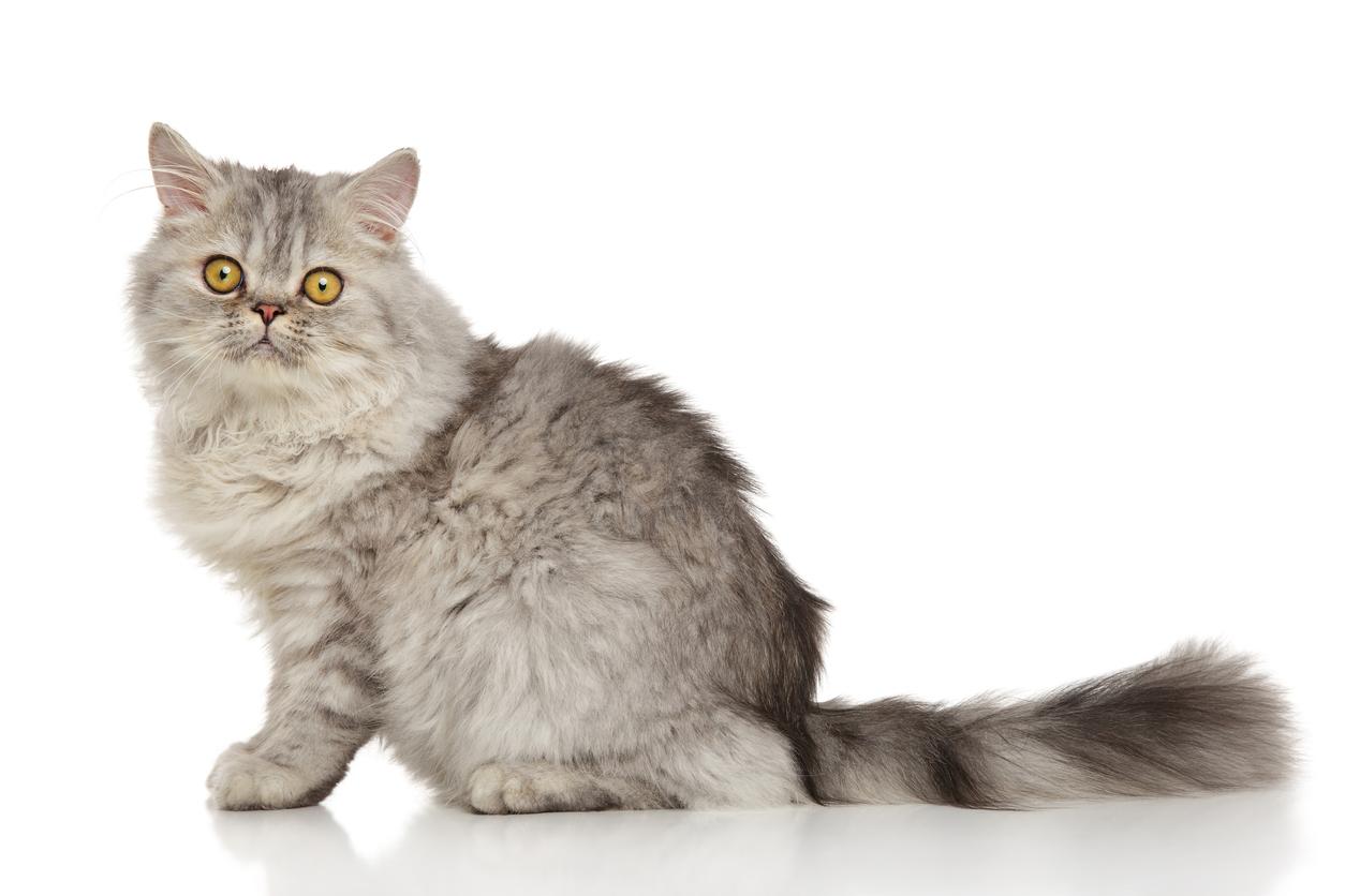 Persian Cat: traits and pictures