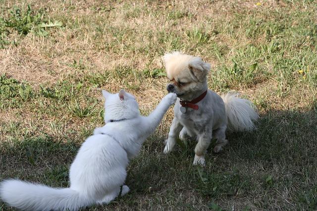 Persian Cat: traits and pictures