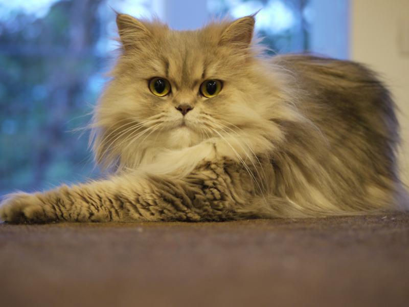 Persian Cat: traits and pictures