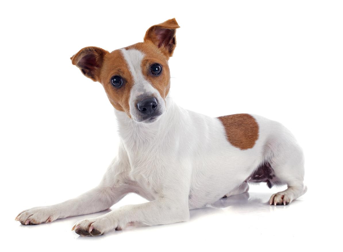 Dog Jack Russell Terrier: traits and pictures