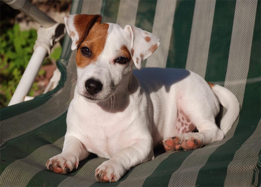 Dog Jack Russell Terrier: traits and pictures