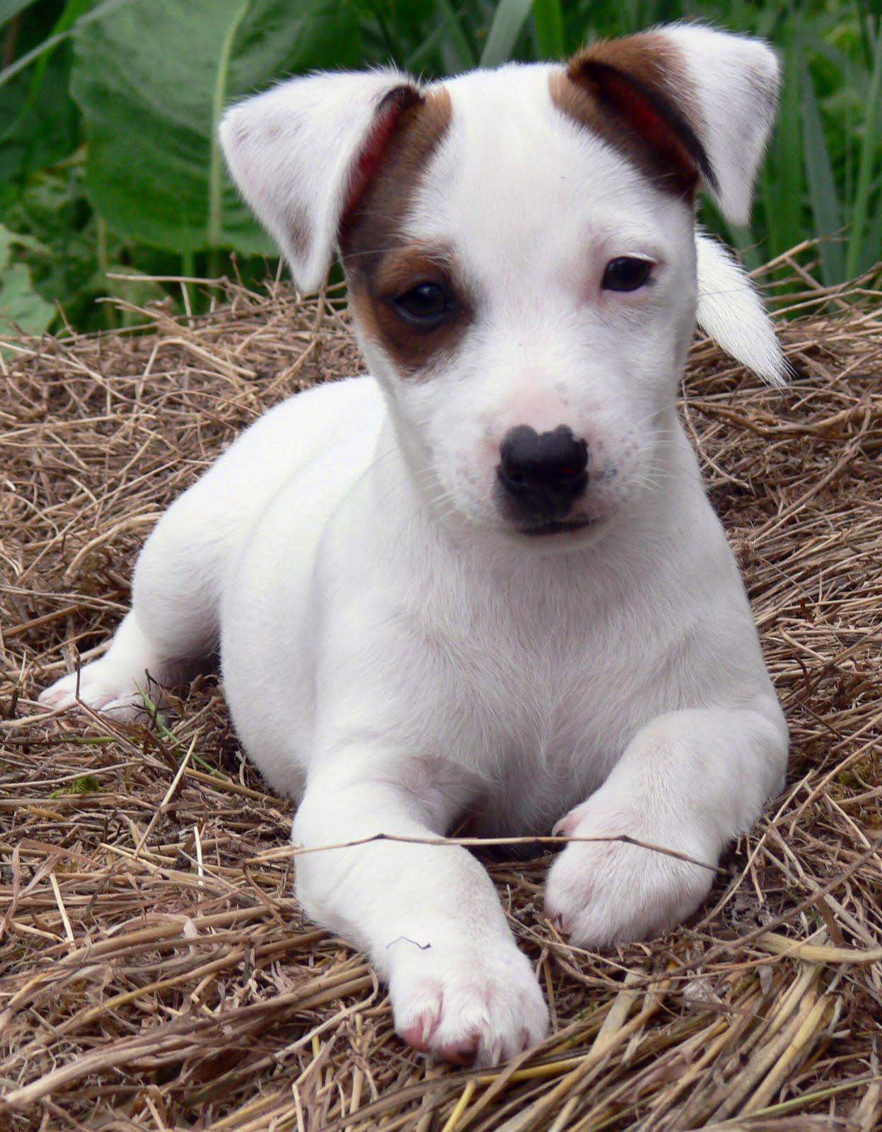 Dog Jack Russell Terrier: traits and pictures