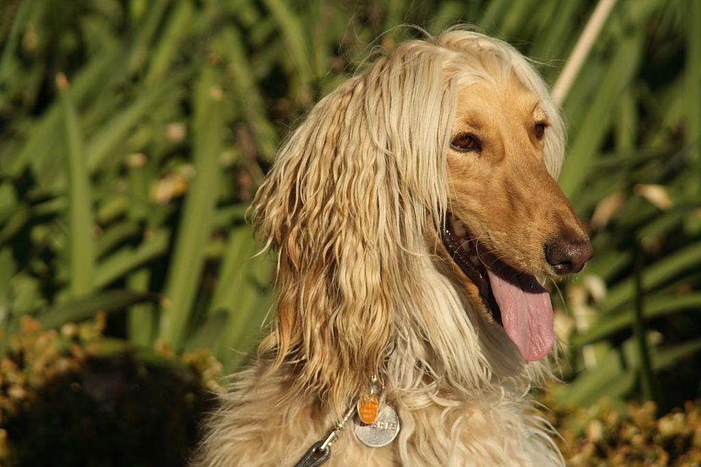 Dog Afghan Hound: traits and pictures