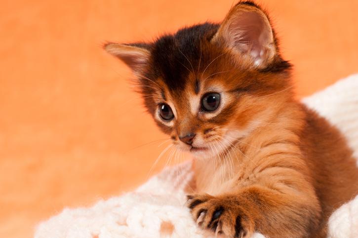 Somali Cat - Origin, Physical Characteristics, Personality, Care