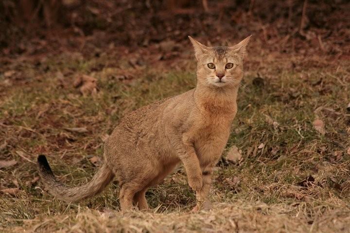 Chausie cat breed - Origin, Characteristics, Character, Care & Health