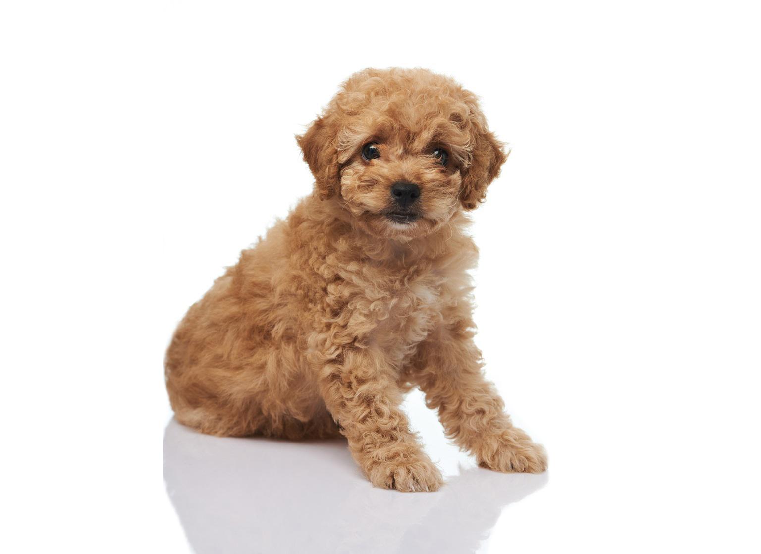 Dog Toy Poodle: traits, pictures and videos