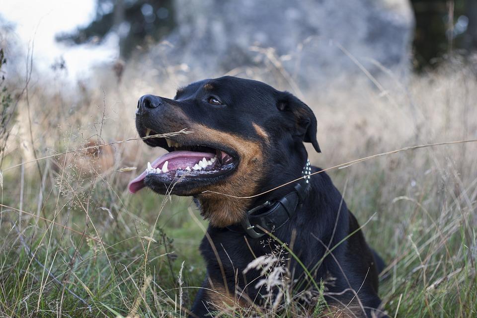 Dog Rottweiler: traits and pictures