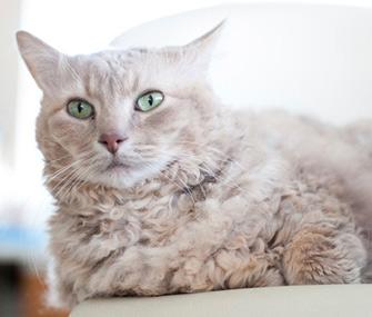 Cat LaPerm: traits and pictures