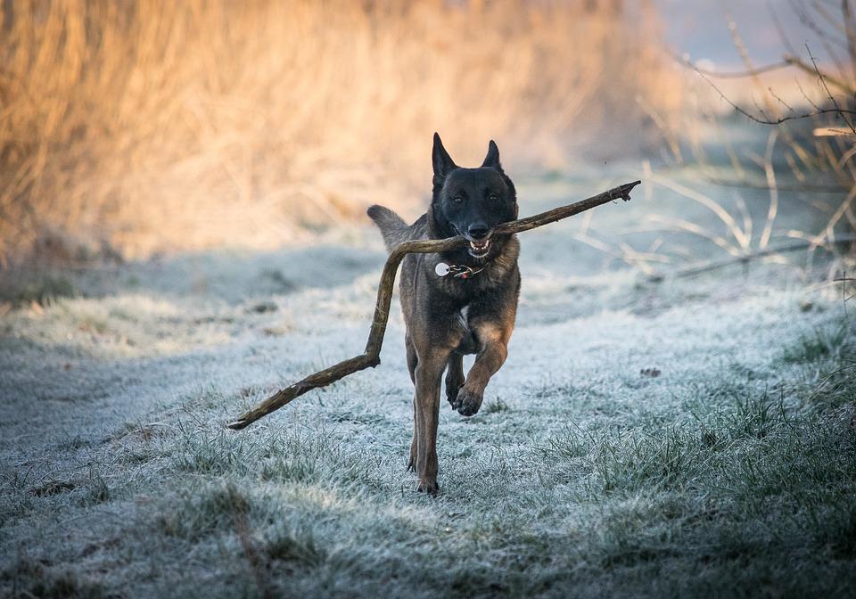 Dog Belgian Shepherd Malinois: traits, pictures and videos