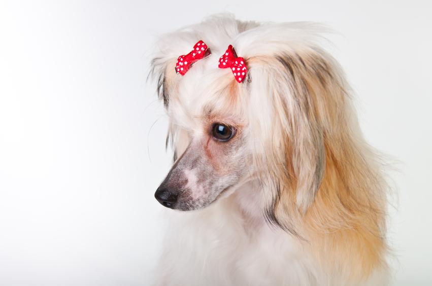Chinese Crested Dog: traits, pictures and videos