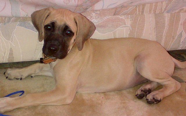 Black Mouth Cur - Breed Information With Photos