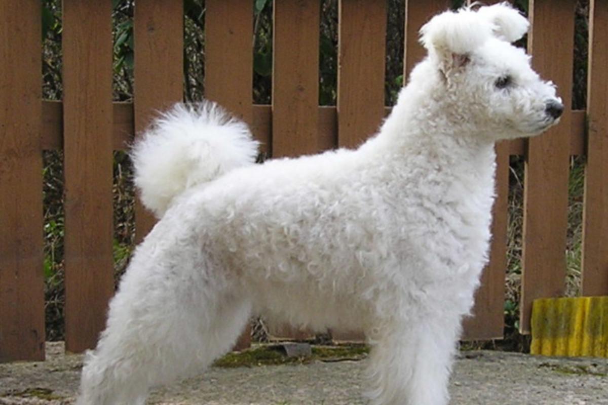 Pumi Dog - Breed Information With Photos