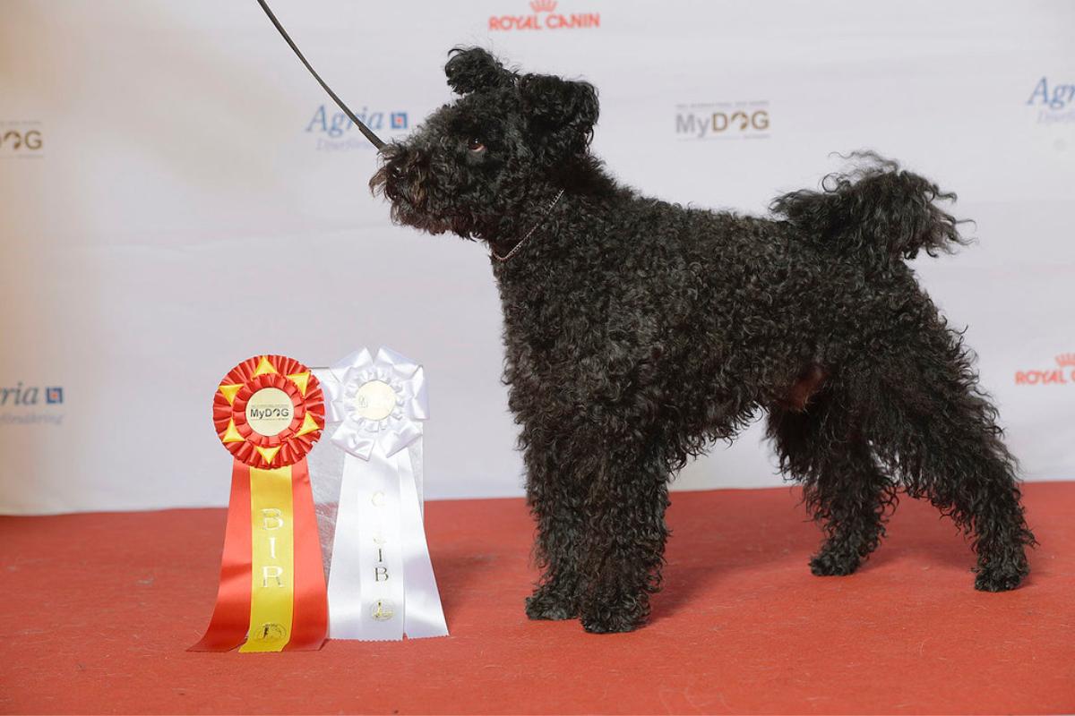 Pumi Dog - Breed Information With Photos