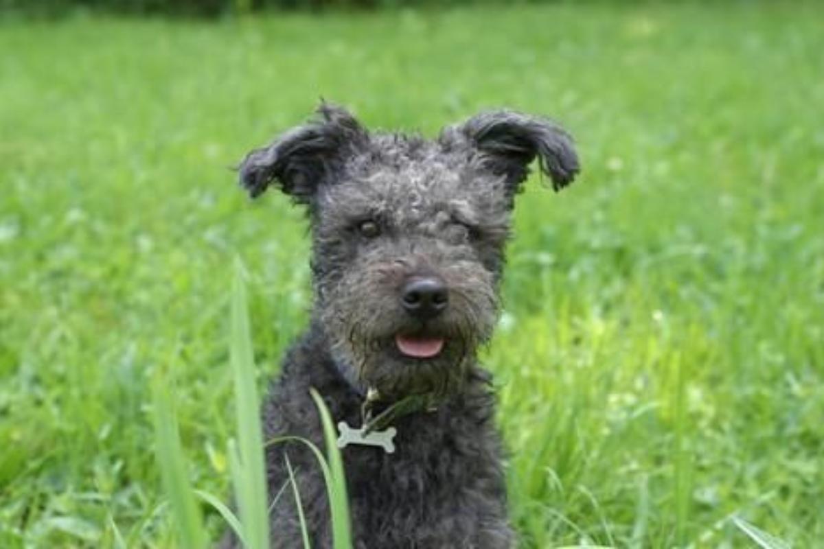 Pumi Dog - Breed Information With Photos