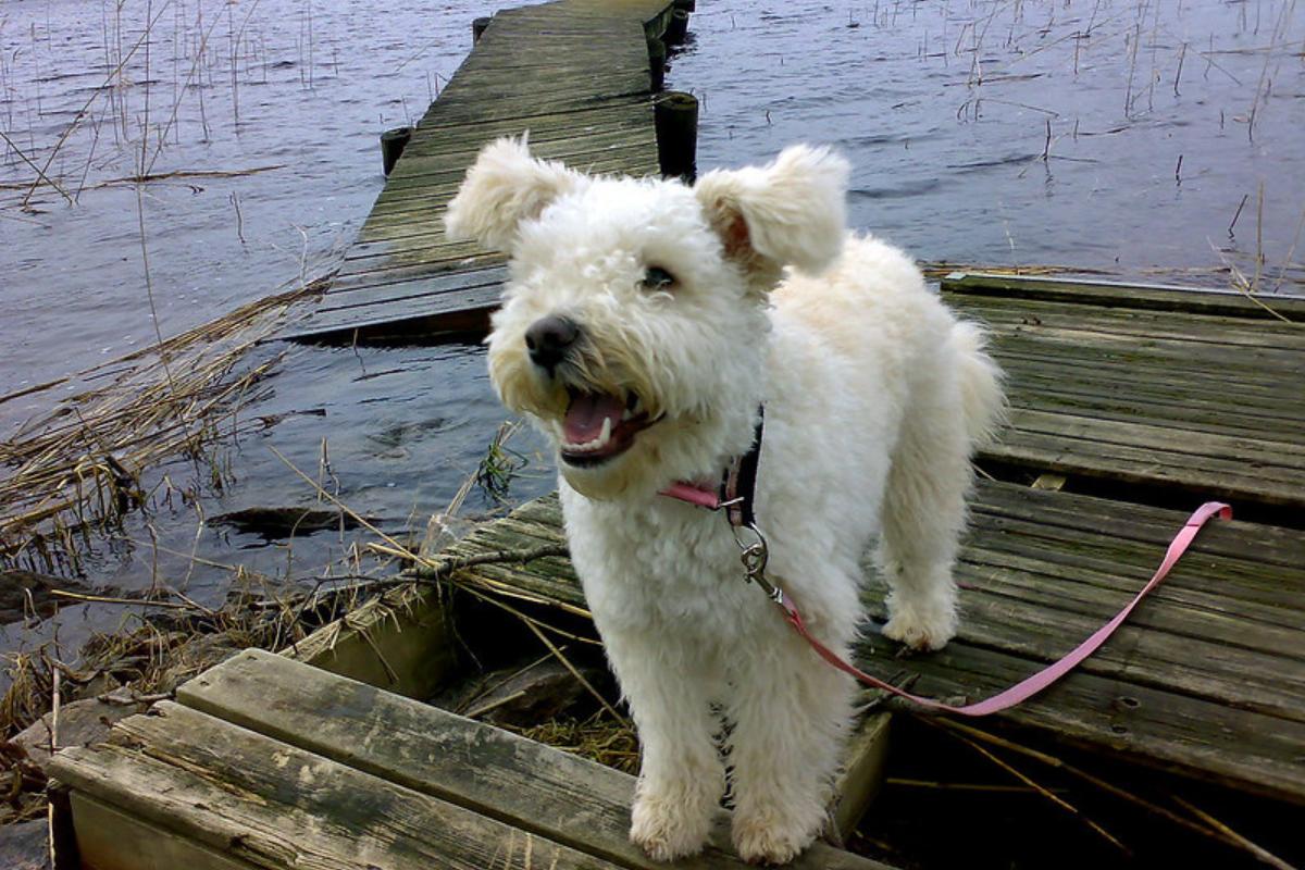 Pumi Dog - Breed Information With Photos