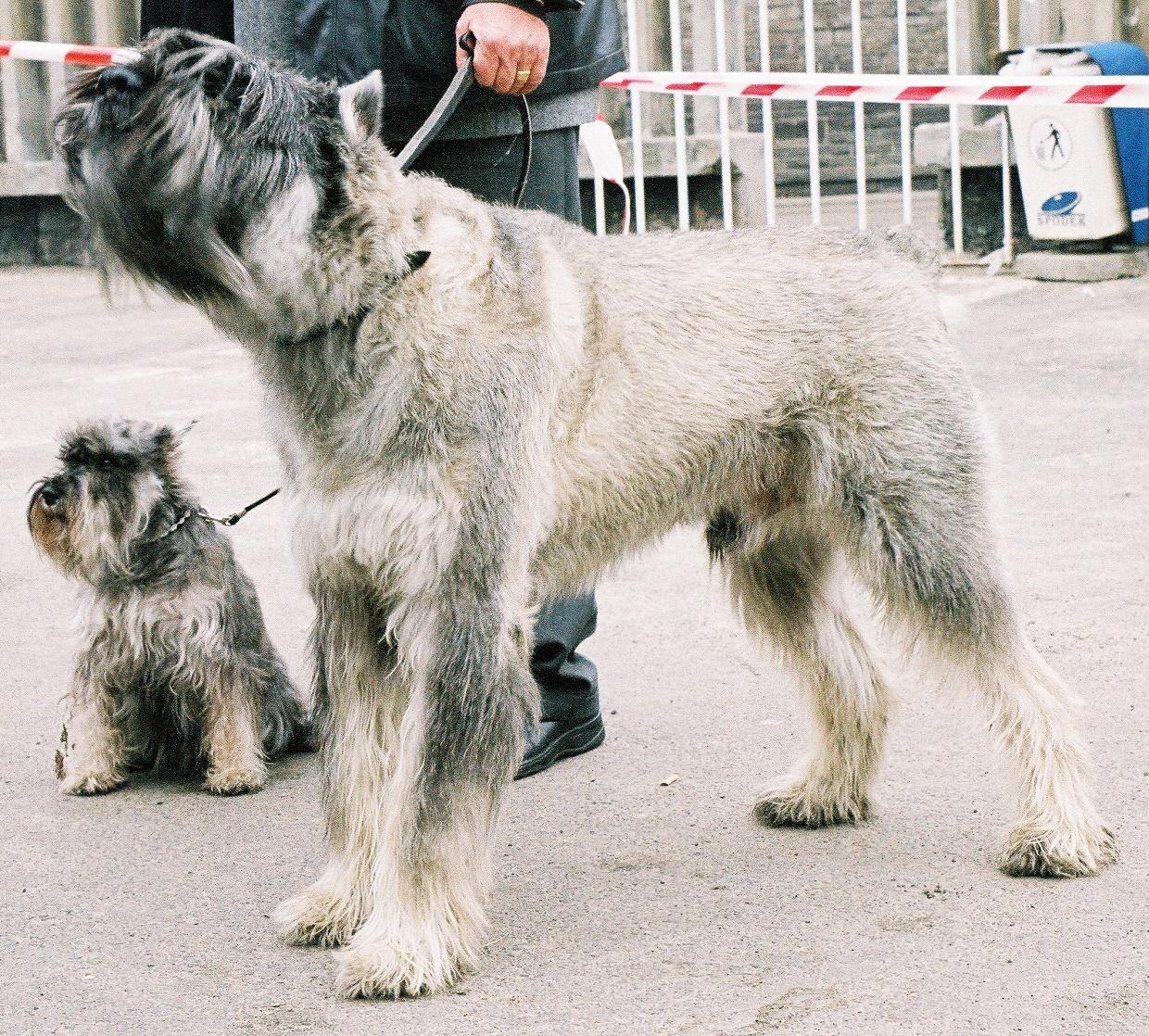Dog Giant Schnauzer: traits and pictures
