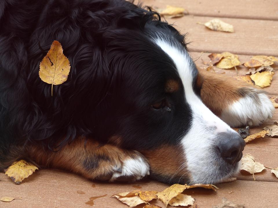 Bernese Mountain Dog: traits and pictures