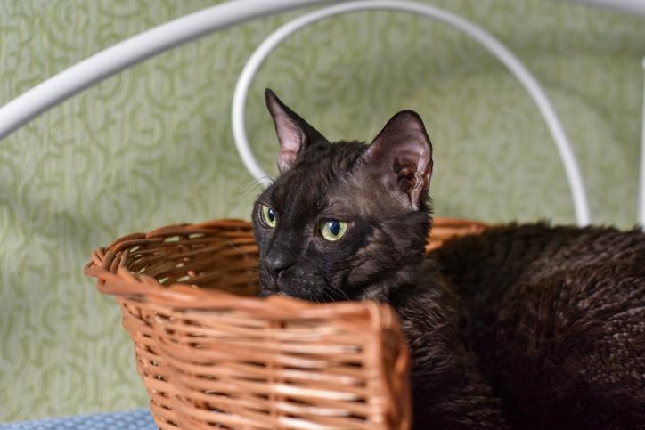 Ural Rex Cat Breed Information With Photos