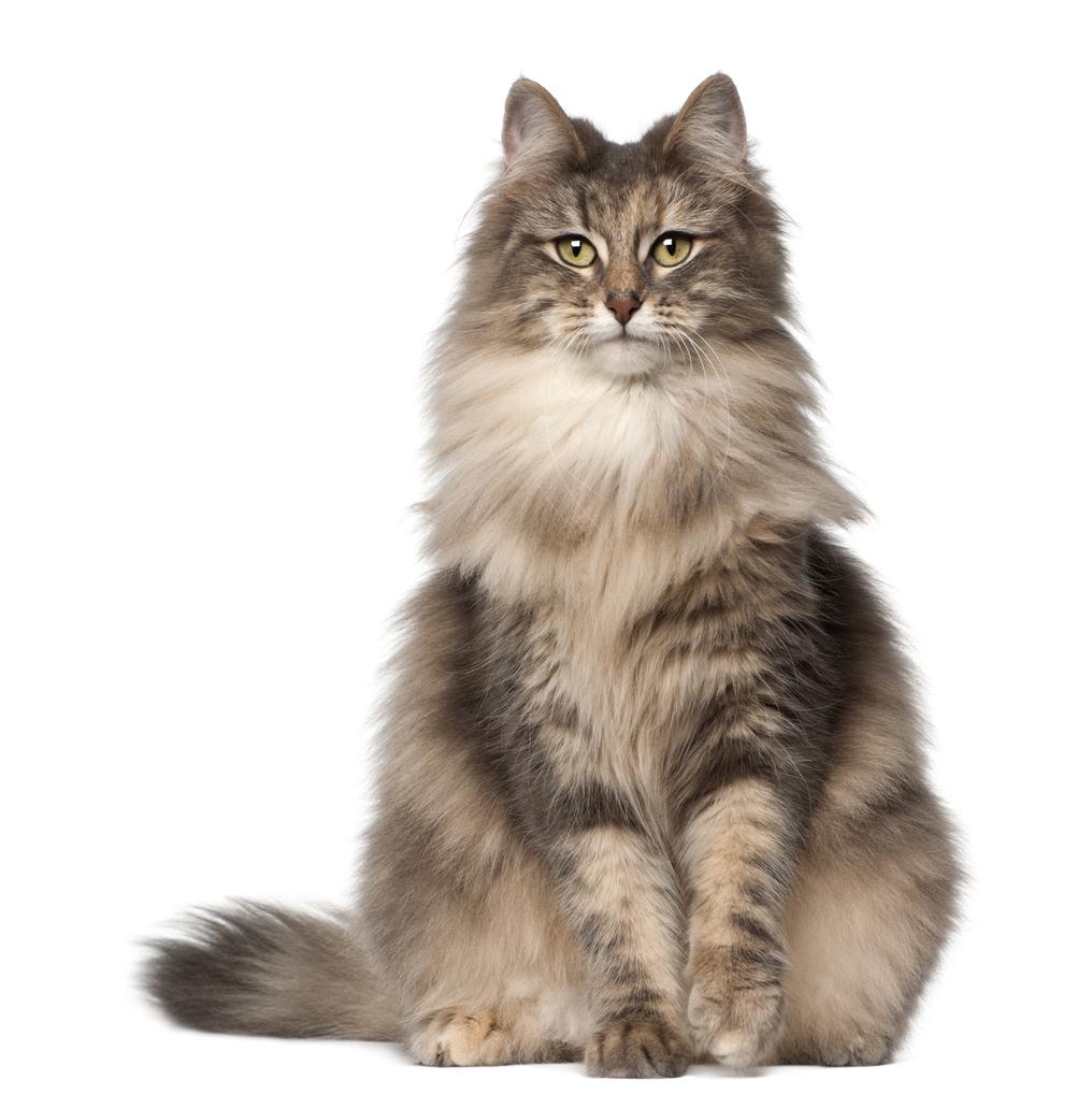 Norwegian Forest Cat: traits and pictures