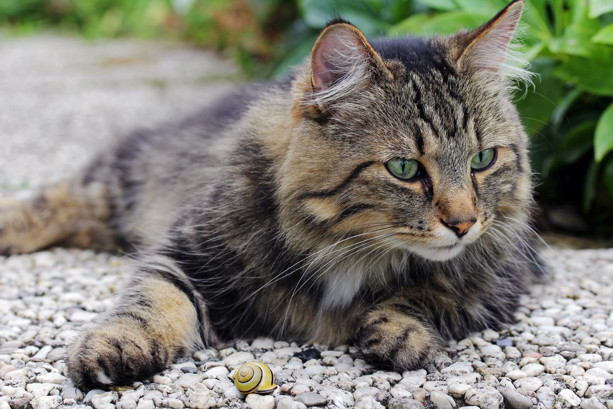 Norwegian Forest Cat: traits and pictures