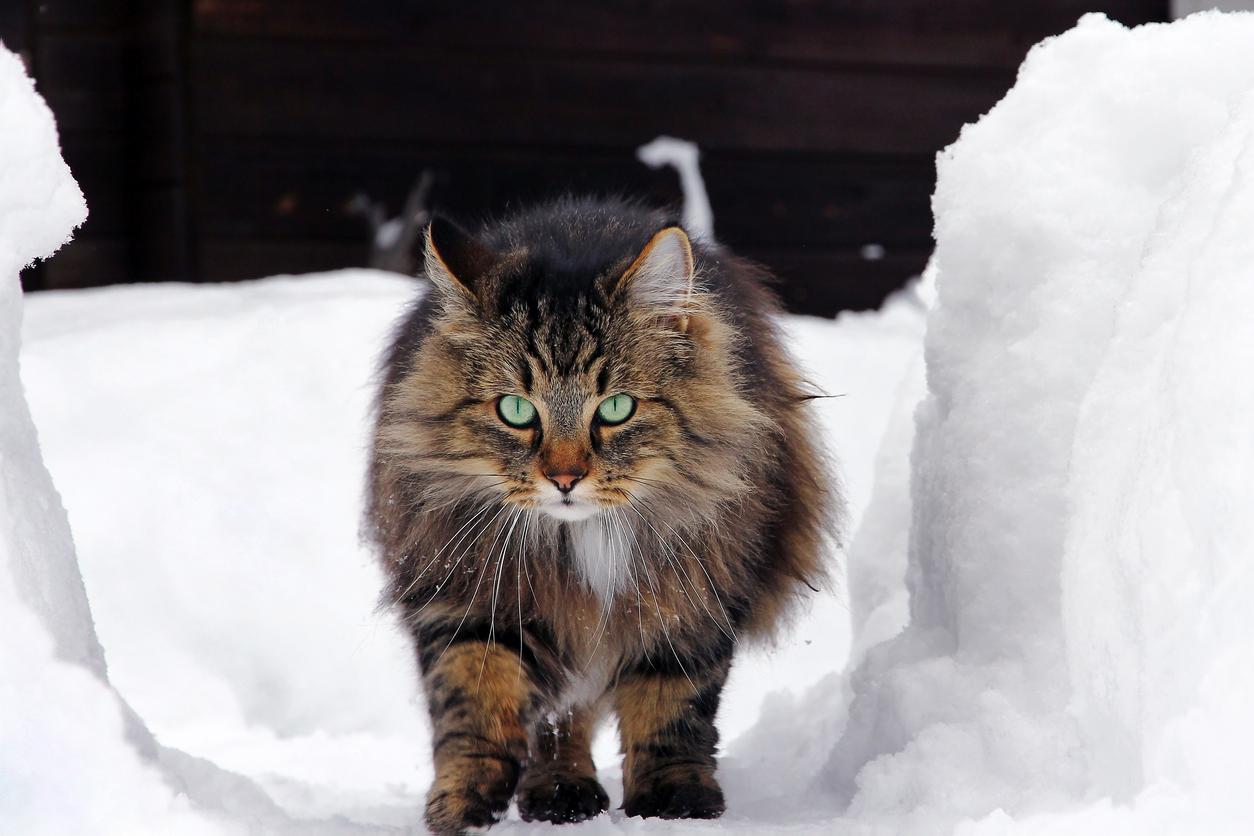 Norwegian Forest Cat: traits and pictures