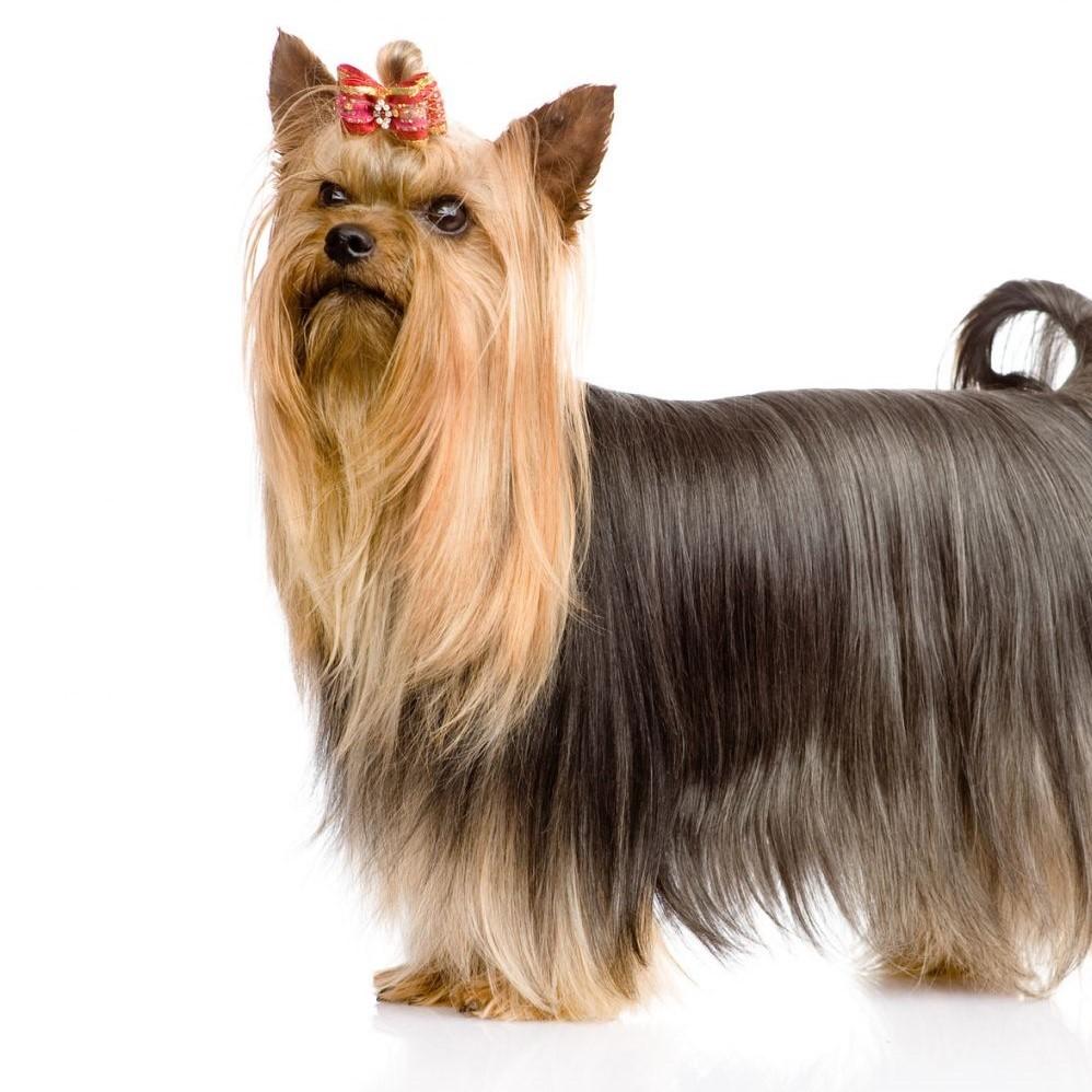 Dog Yorkshire terrier: traits and pictures