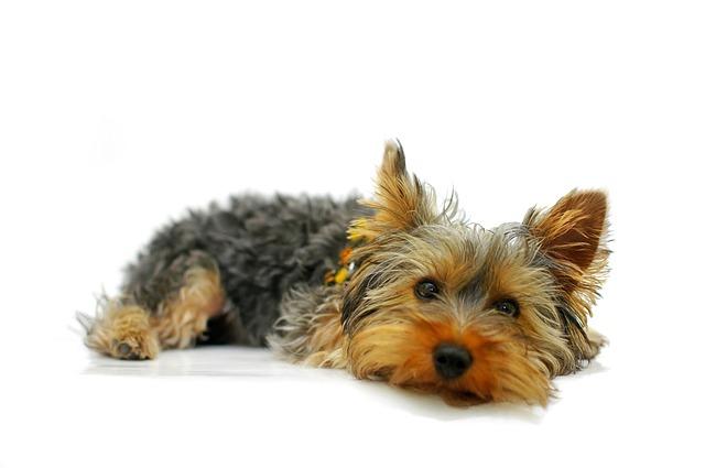 Dog Yorkshire terrier: traits and pictures