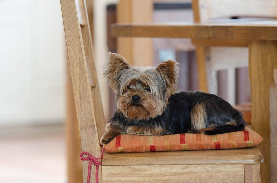 Dog Yorkshire terrier: traits and pictures