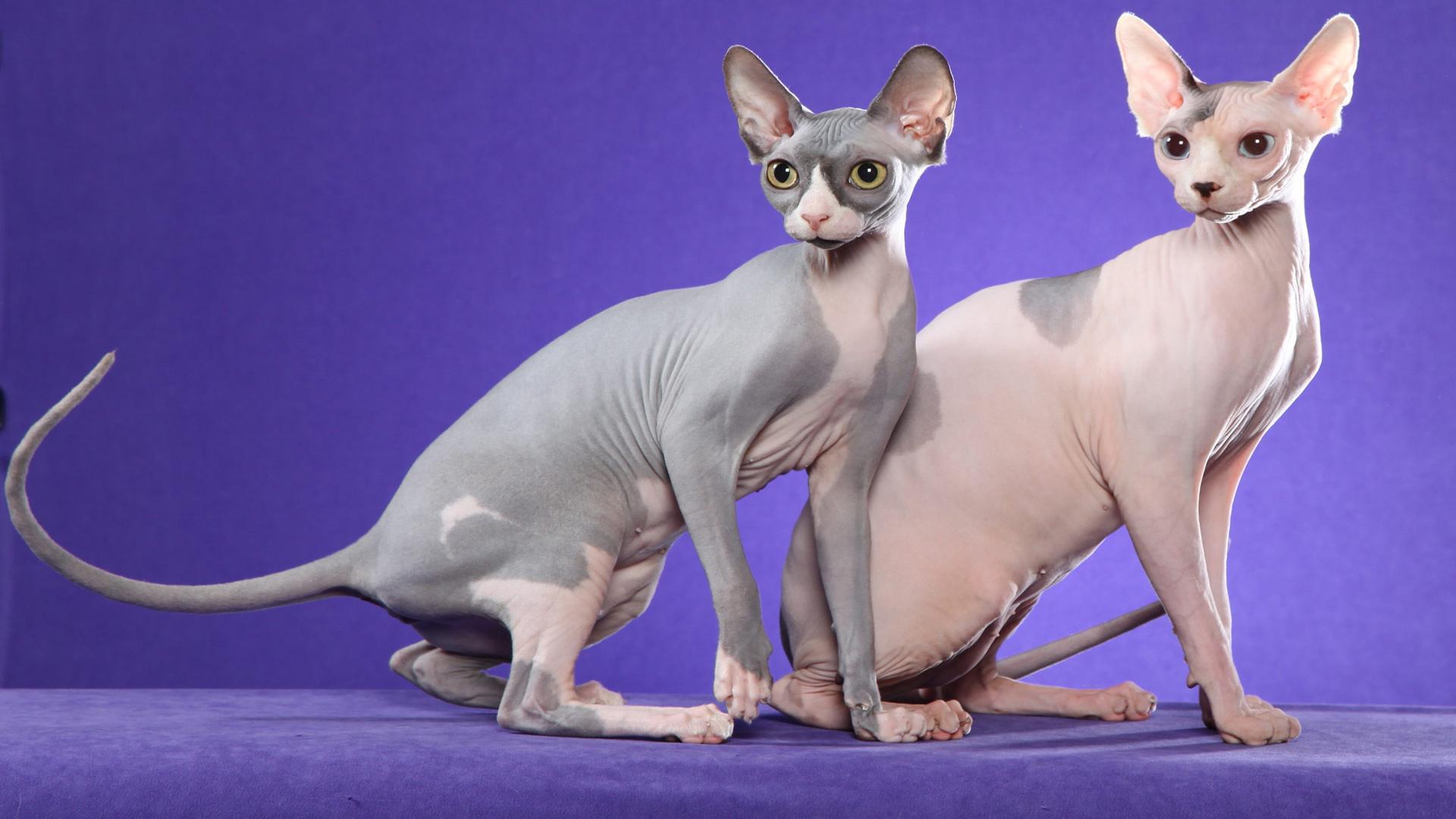 Cat Sphynx: traits and pictures