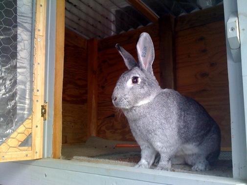 American Chinchilla Rabbit: traits and pictures