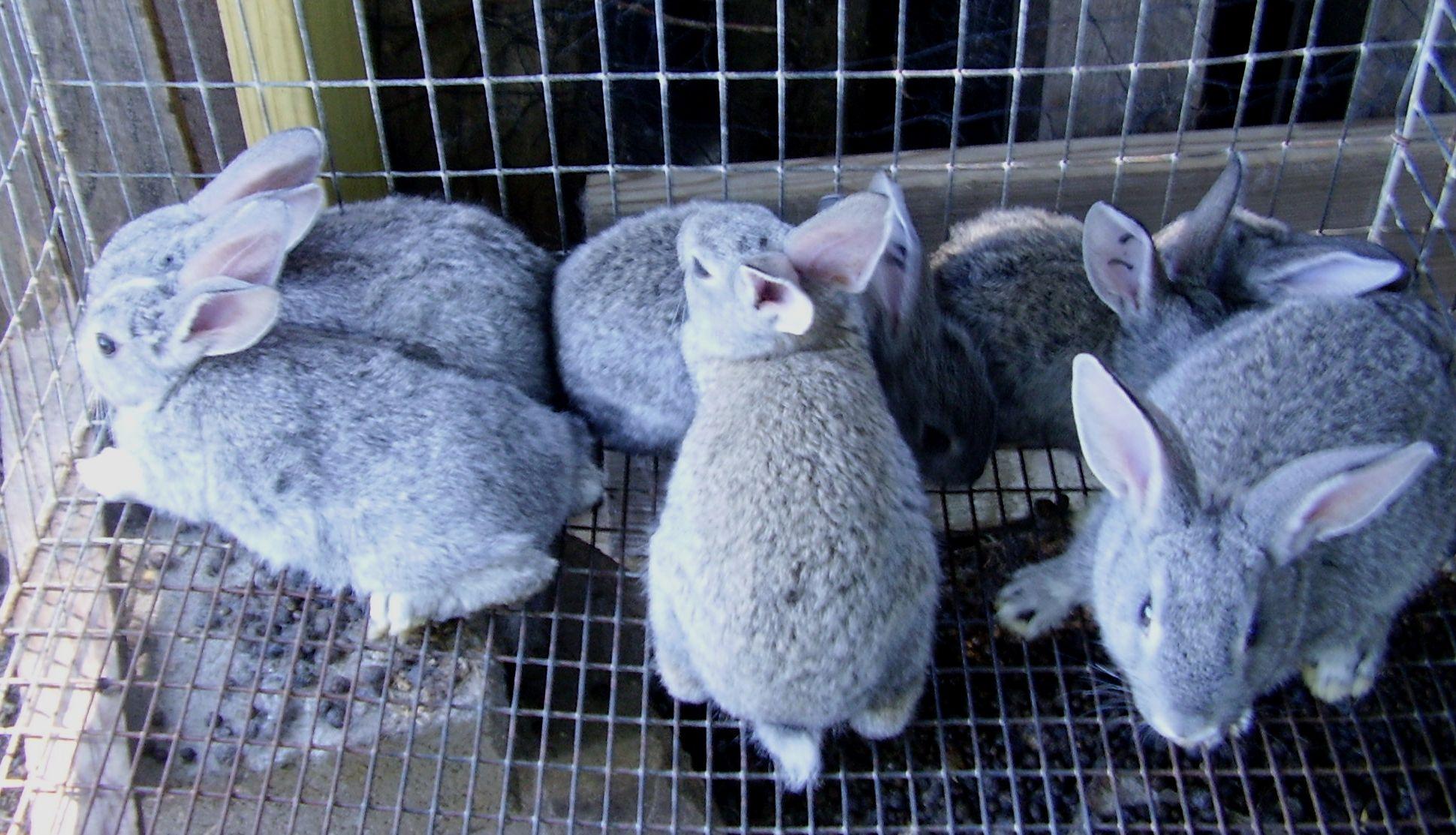 American Chinchilla Rabbit: traits and pictures