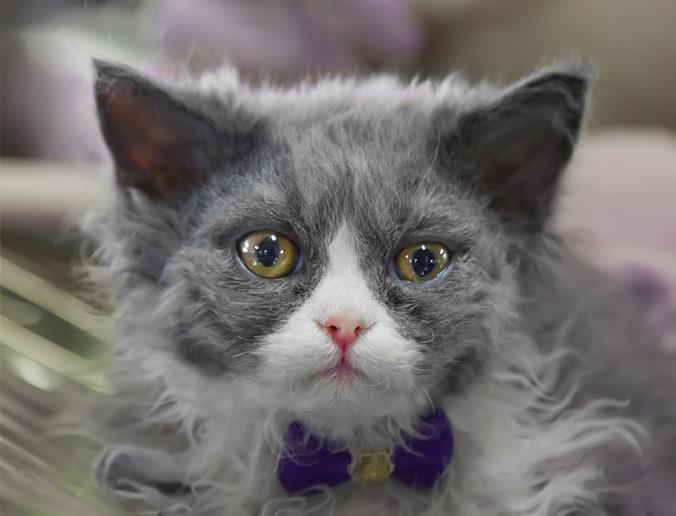 Selkirk Rex Cat Breed - Origin, Characteristics, Character, Care & Health