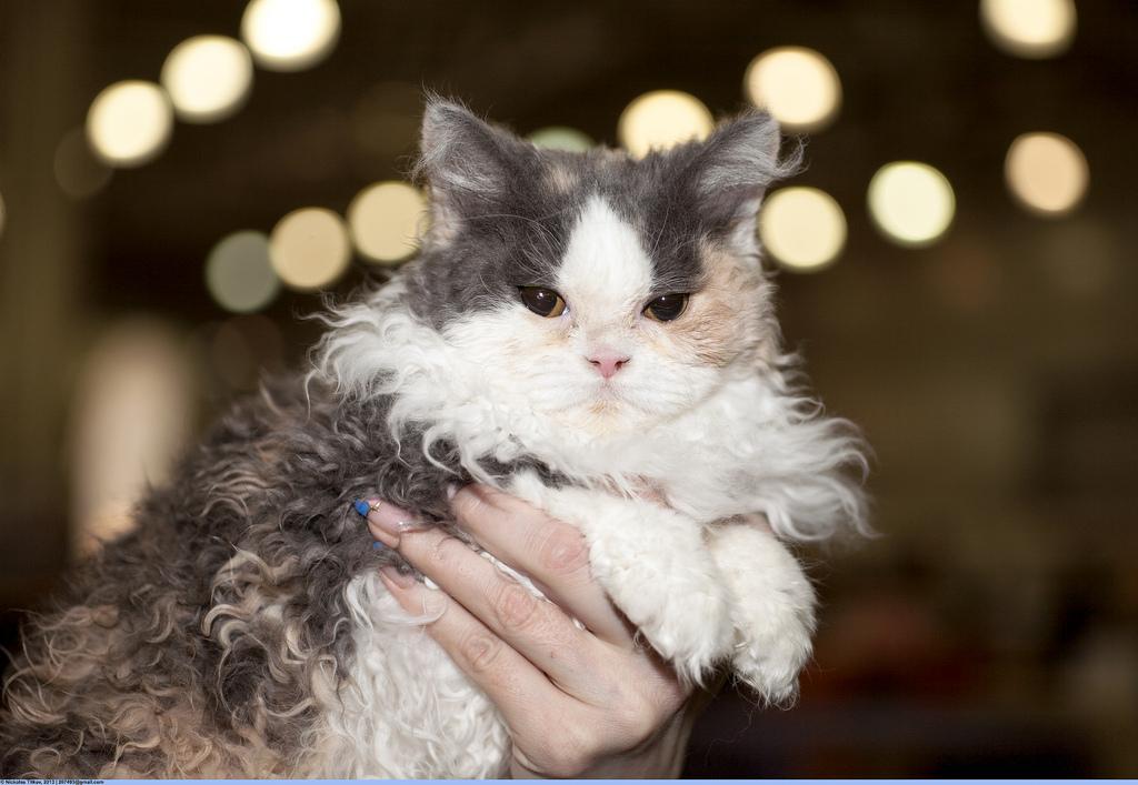 Selkirk Rex Cat Breed - Origin, Characteristics, Character, Care & Health