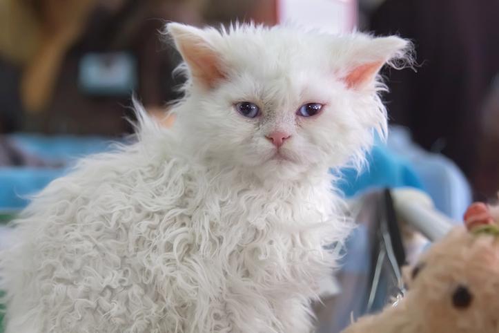 Selkirk Rex Cat Breed - Origin, Characteristics, Character, Care & Health