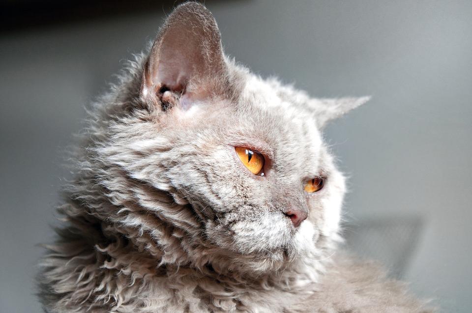 Selkirk Rex Cat Breed - Origin, Characteristics, Character, Care & Health