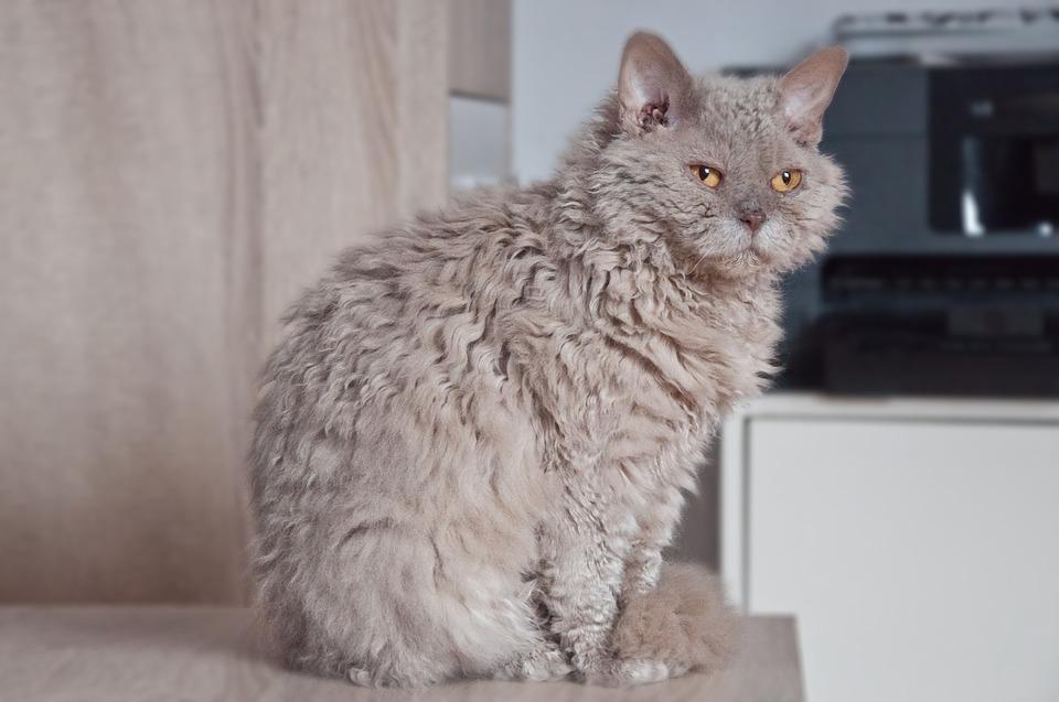Selkirk Rex Cat Breed - Origin, Characteristics, Character, Care & Health