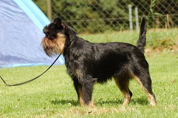 Dog Belgian Griffon: traits and pictures