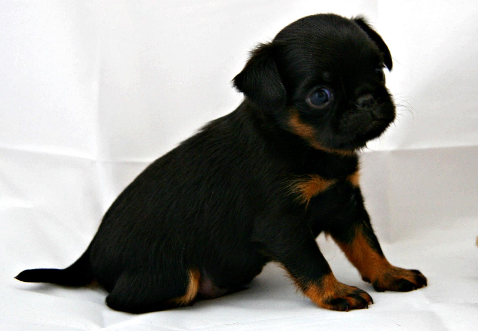 Dog Belgian Griffon: traits and pictures