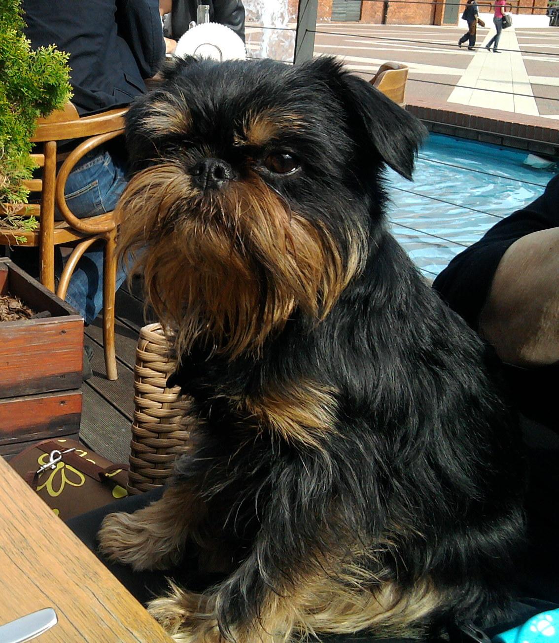 Dog Belgian Griffon: traits and pictures