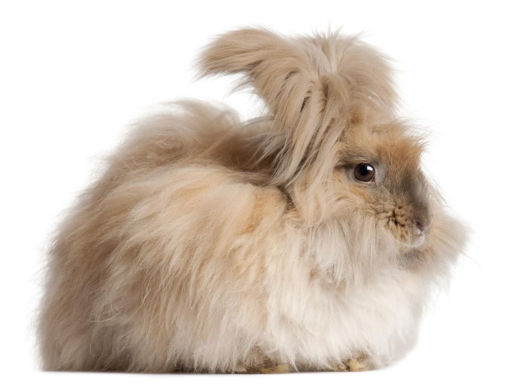 Angora rabbit: traits and pictures