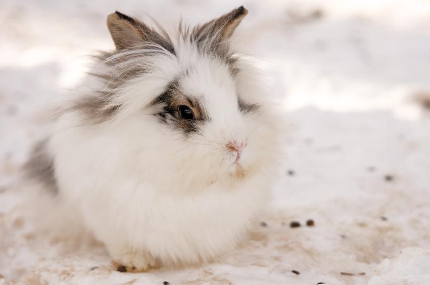 Angora rabbit: traits and pictures